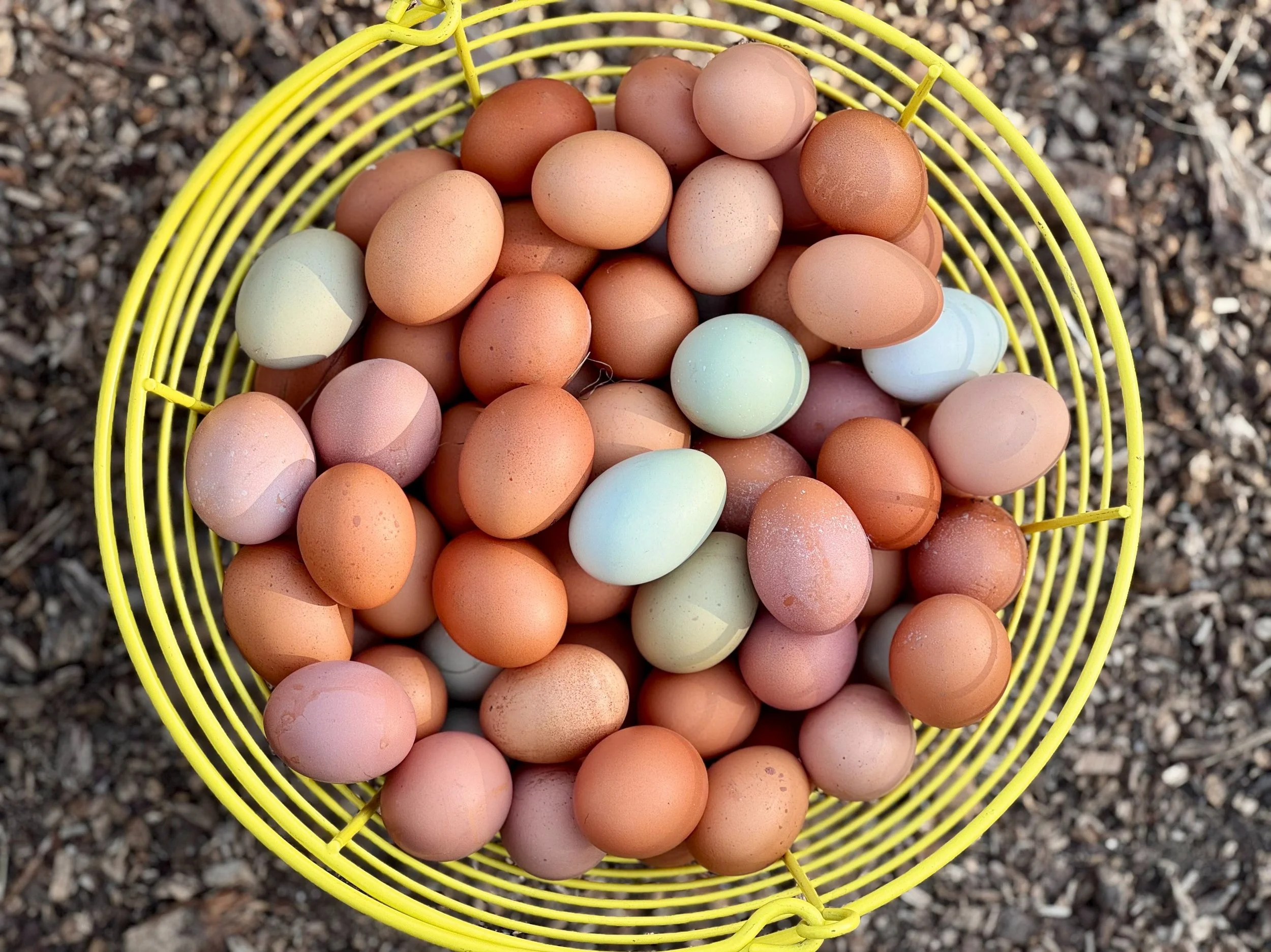 Products | Fresh & Flavorful | Chicken | Pork | Farm Fresh Eggs — Farms ...