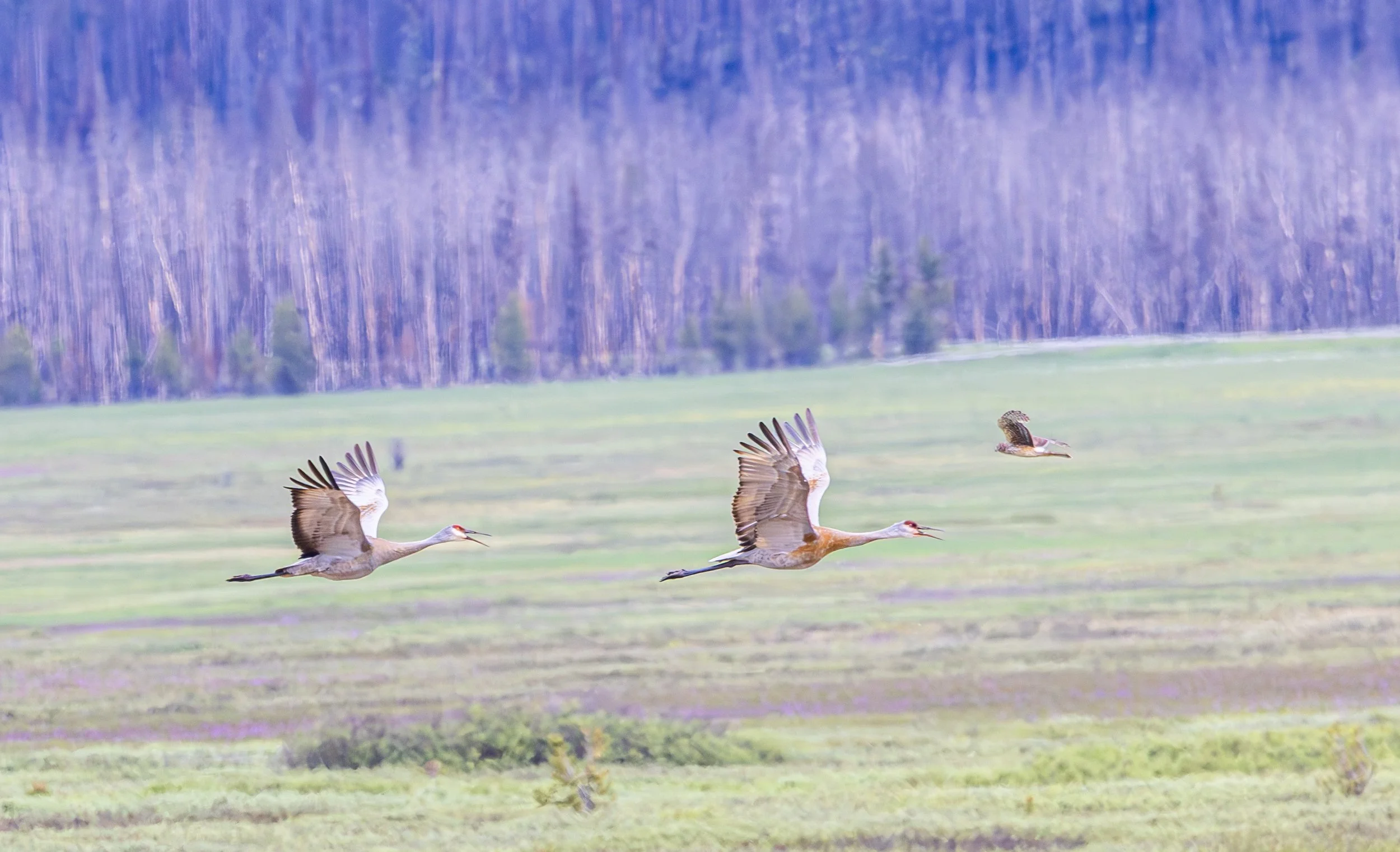 What We're About — Idaho Conservation League
