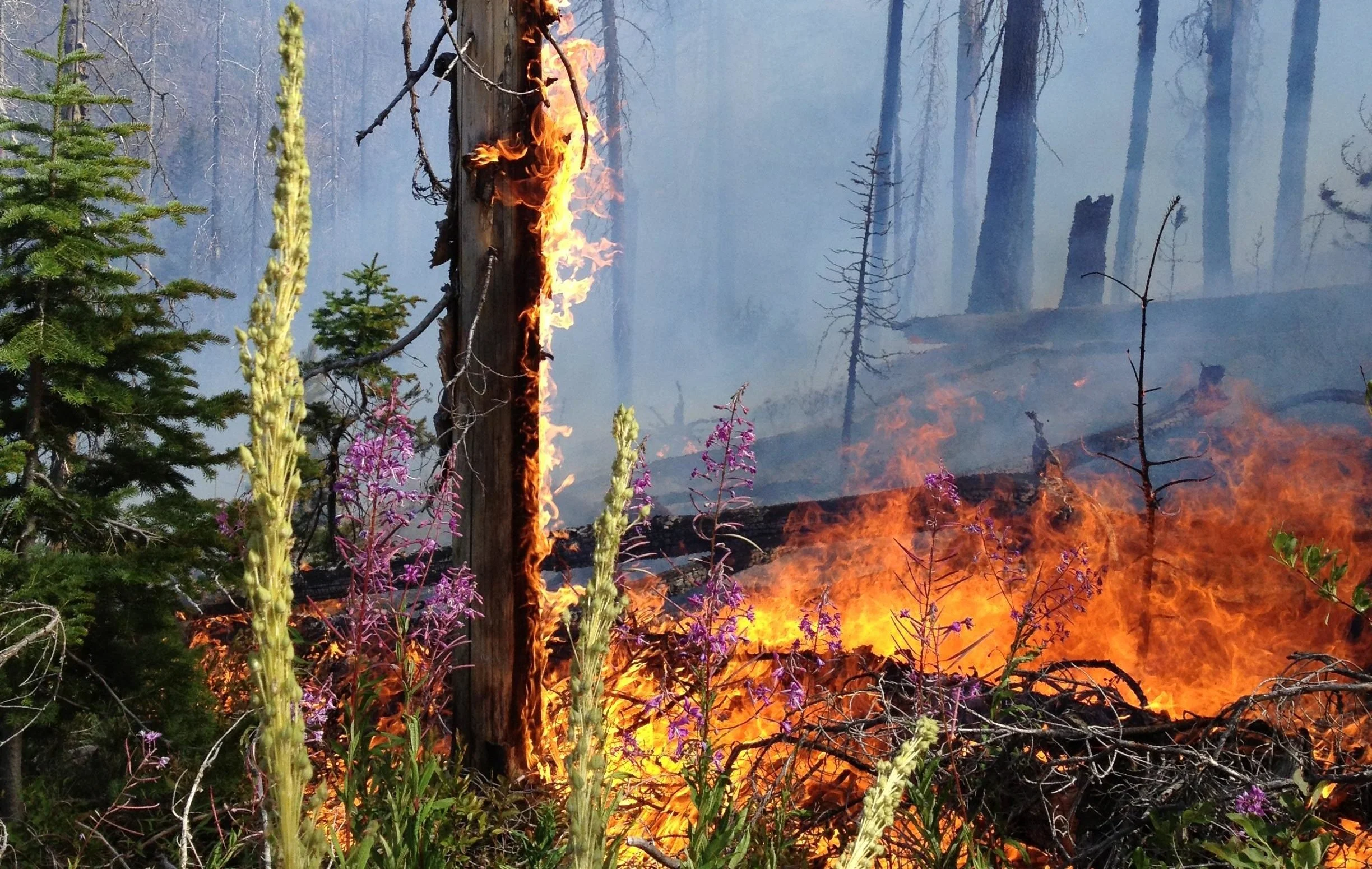 Climate change fuels Idaho’s boomin’ 2024 fire season — Idaho ...