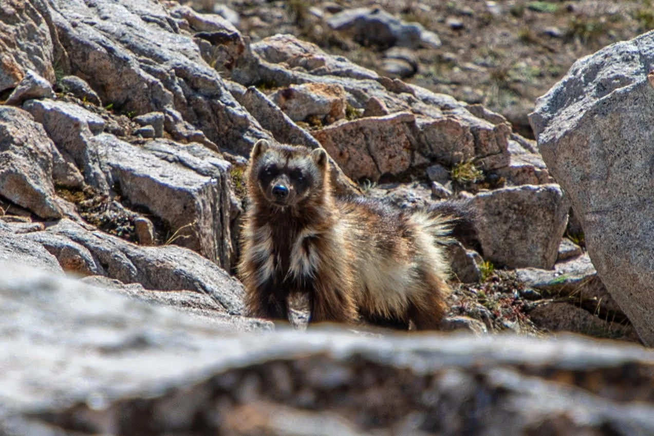 Caught on camera: Wolverines in the western Sawtooths — Idaho ...