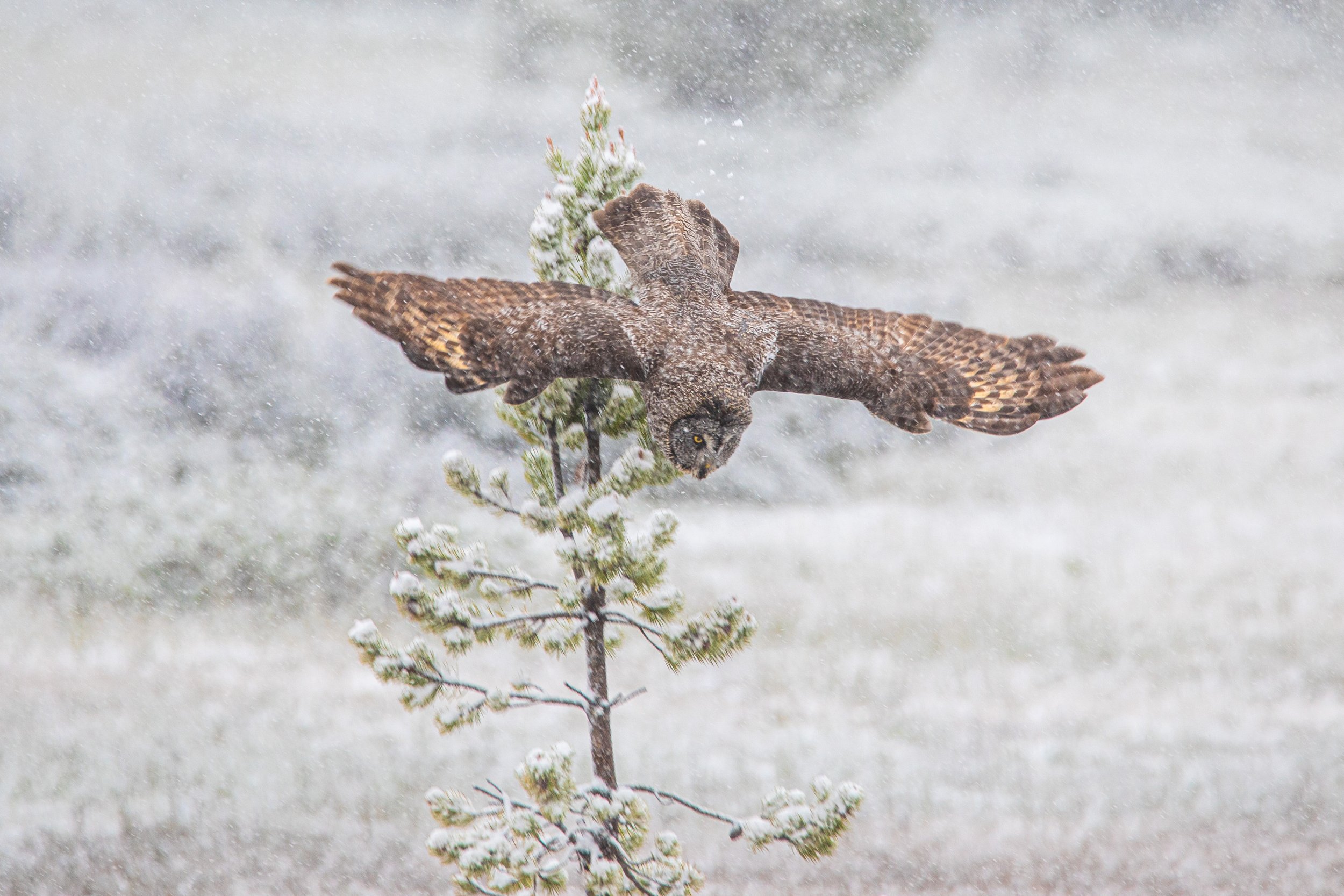 Sign Up For Updates — Idaho Conservation League