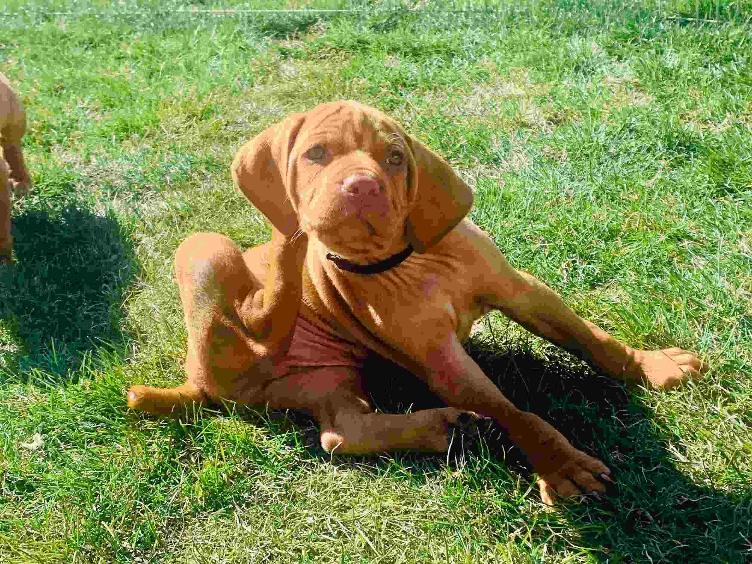 Pure Vizsla Puppies: Your Perfect Companion Awaits