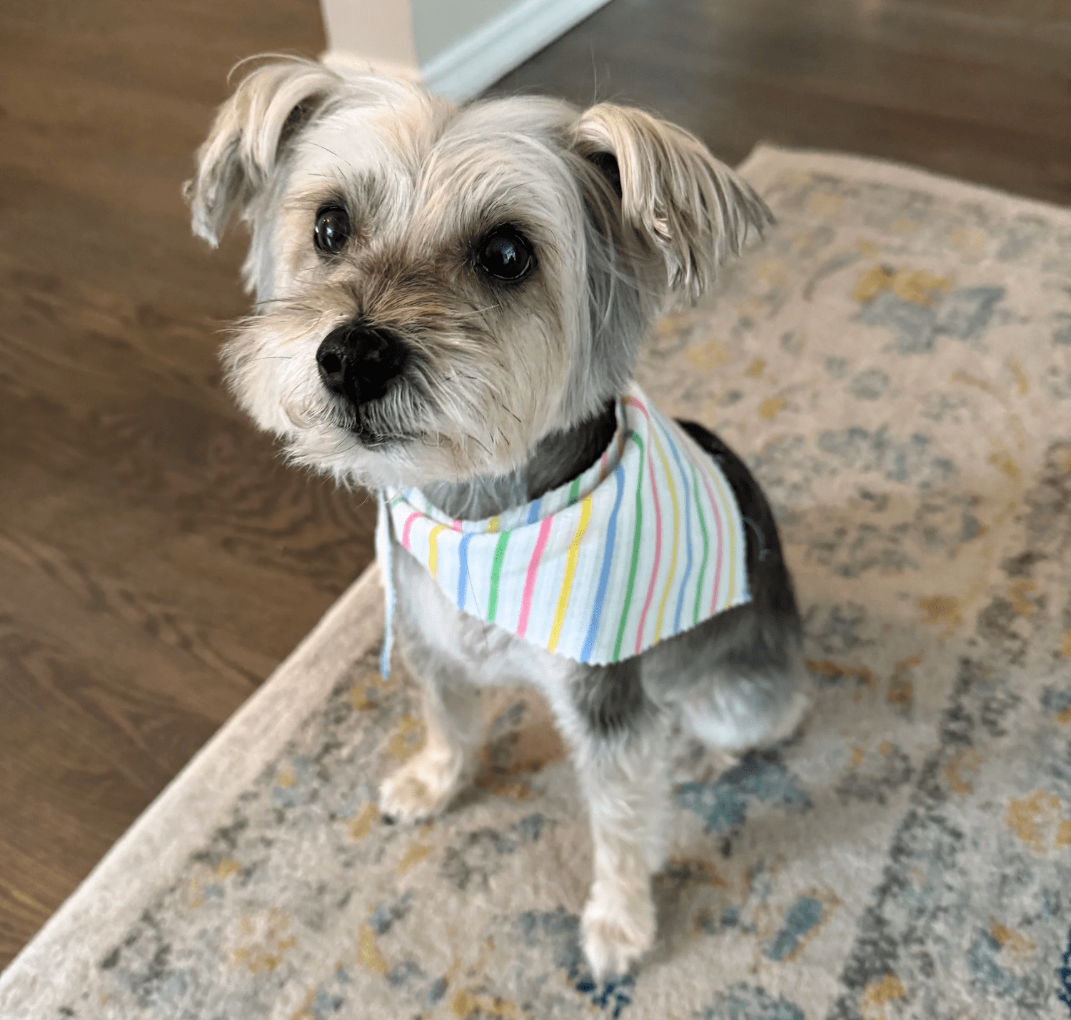 Meet Steffanie | Join the Movement — Steffanie Fain for King County Council