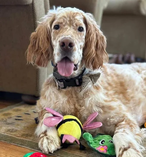 Dog Training in Annapolis, MD | Meet Our Trainers — Paws and Possibilities