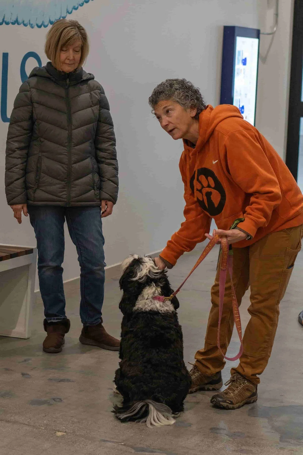 Paws and Possibilities | Teaching You How To Train Your Dog, One Paw At ...