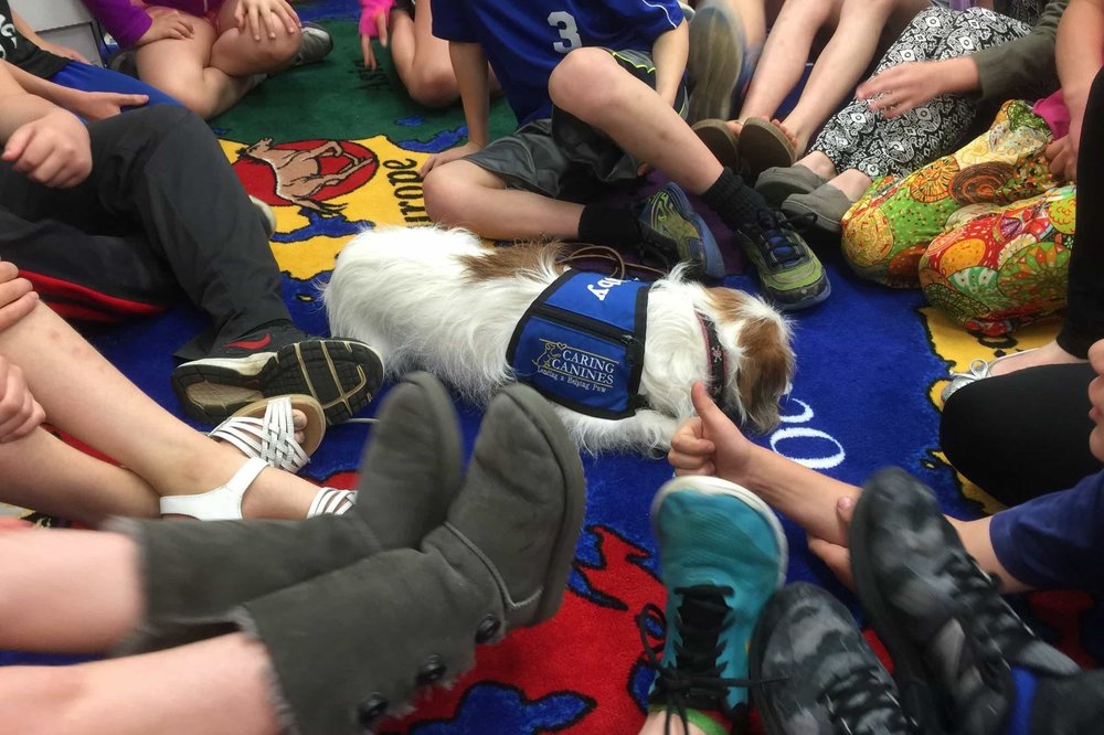 Dog Training in Annapolis, MD | Pet Therapy Training — Paws and ...