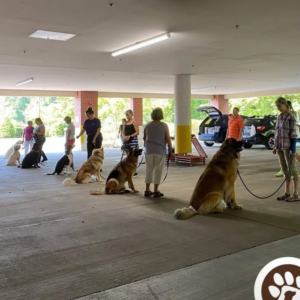 Paws and Possibilities | Teaching You How To Train Your Dog, One Paw At ...