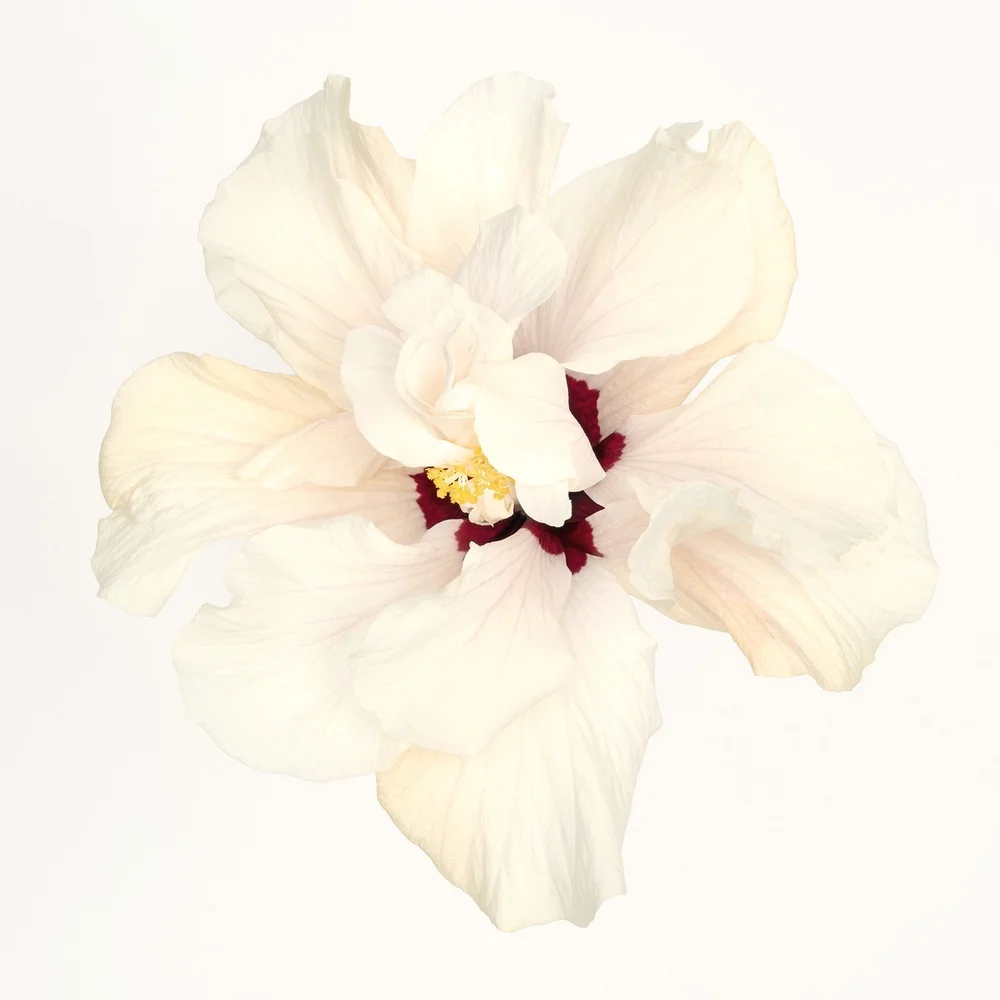 Photographic Art Prints | Limited Edition Wall Art for Modern Interiors