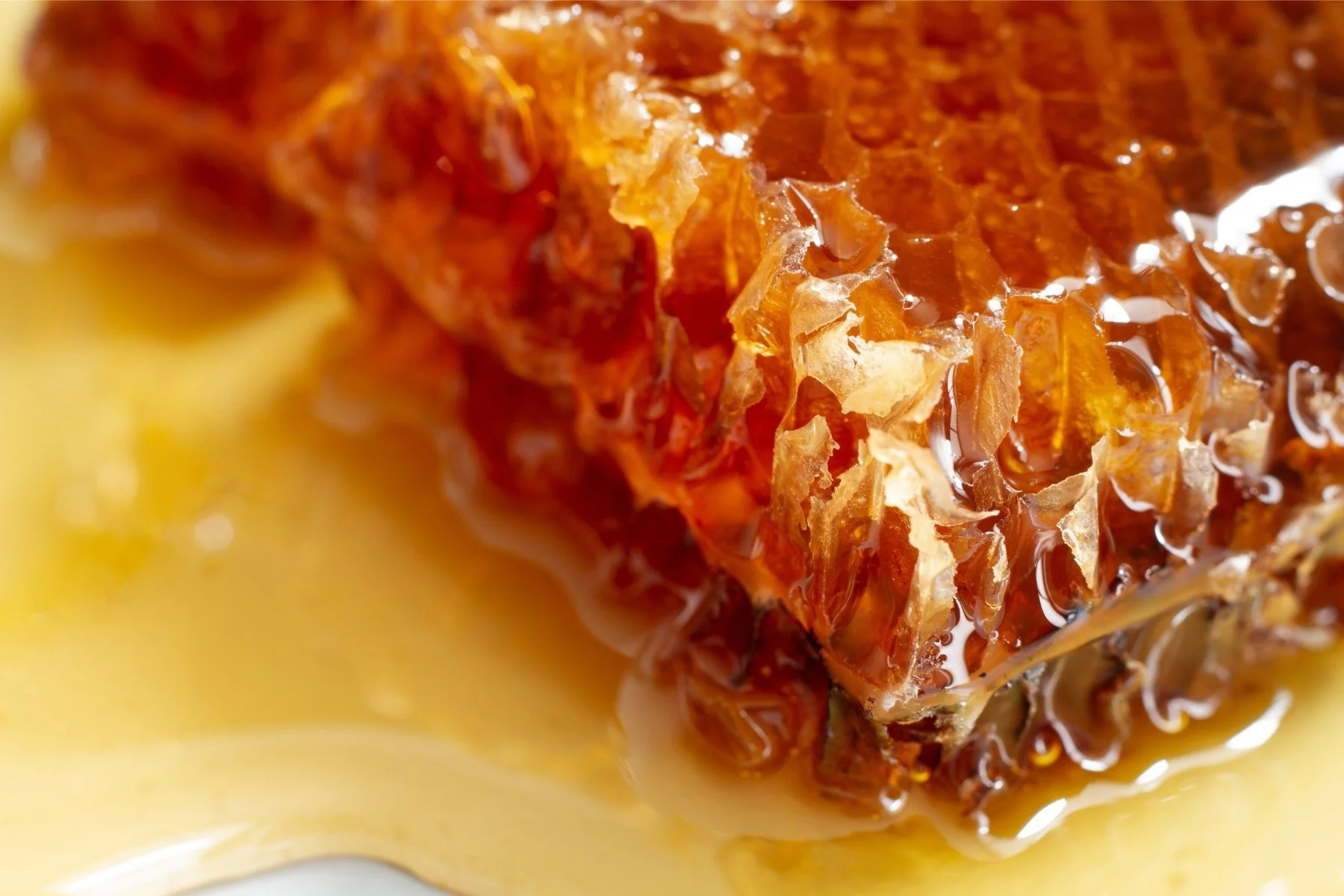 Our First Season With Bees: Building a Thriving Apiary on Our Indiana ...