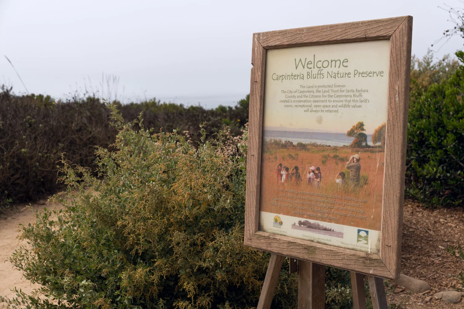 A Wildlife Hike at Carpinteria Seal Rookery: Field Notes, Trail Tips ...