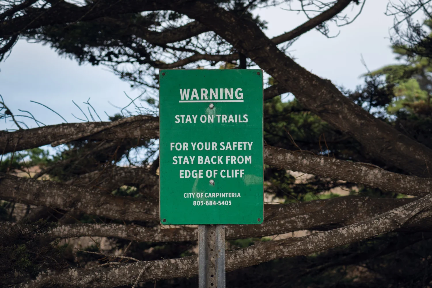 A Wildlife Hike at Carpinteria Seal Rookery: Field Notes, Trail Tips ...