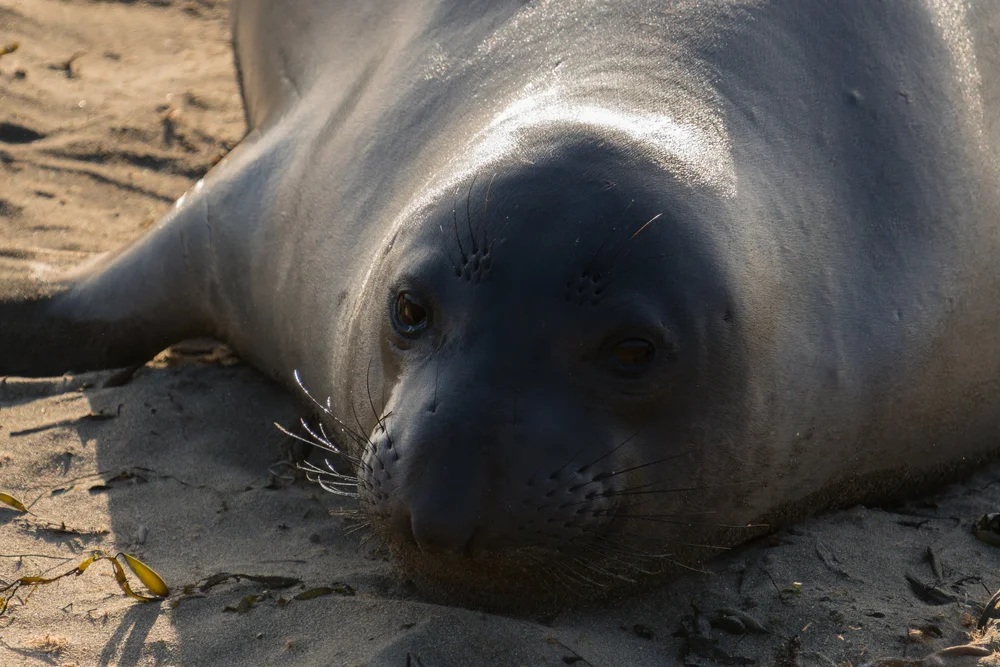 Golden Hour at Piedras Blancas: Elephant Seal Sparring & Field Notes ...