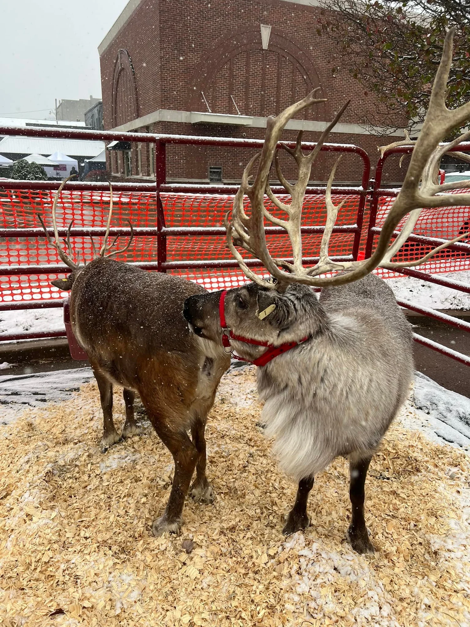 Christmas in Pendleton — MAIN STREET PENDLETON