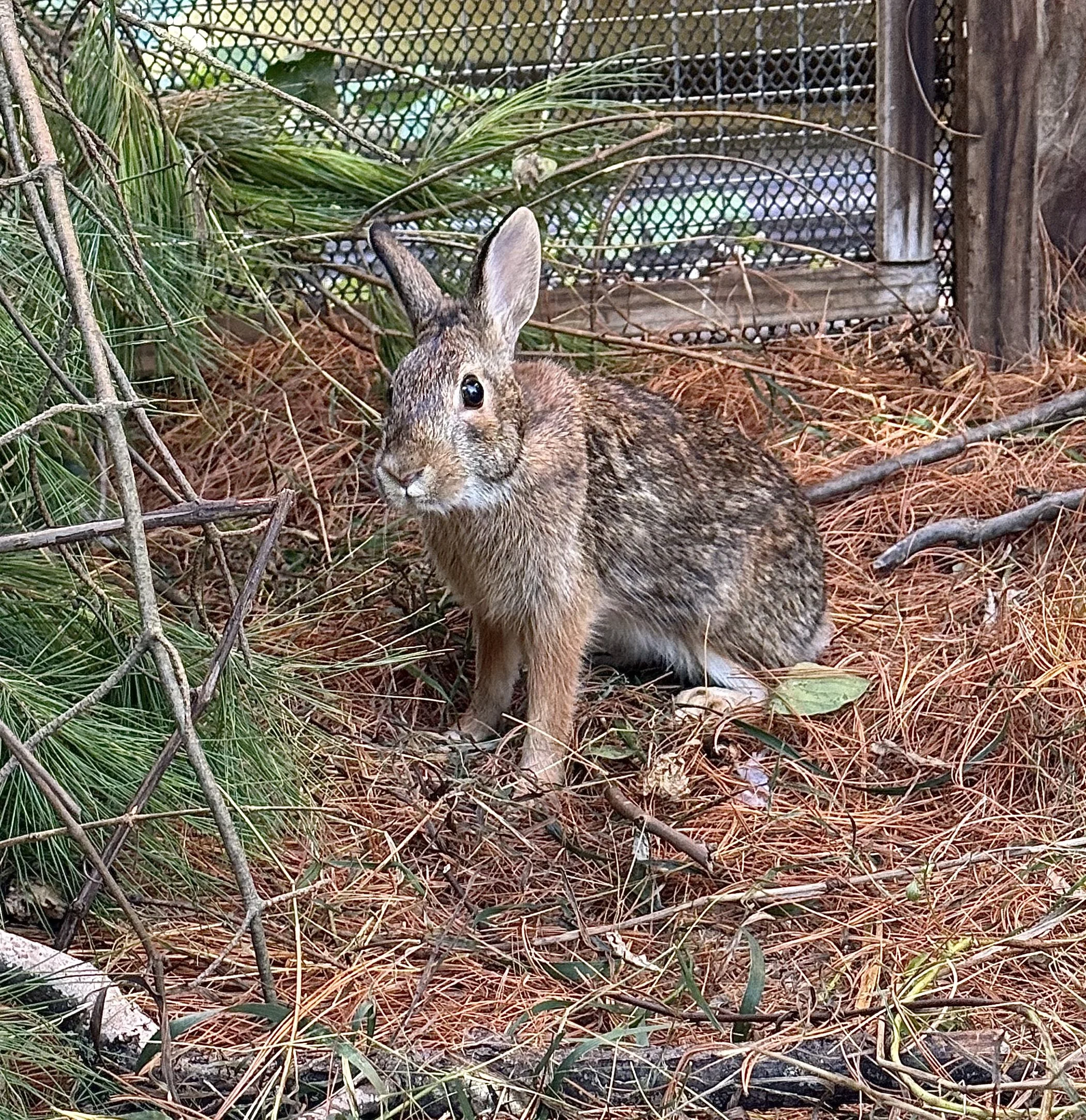 Wisconsin Wildlife Rehabilitators Association