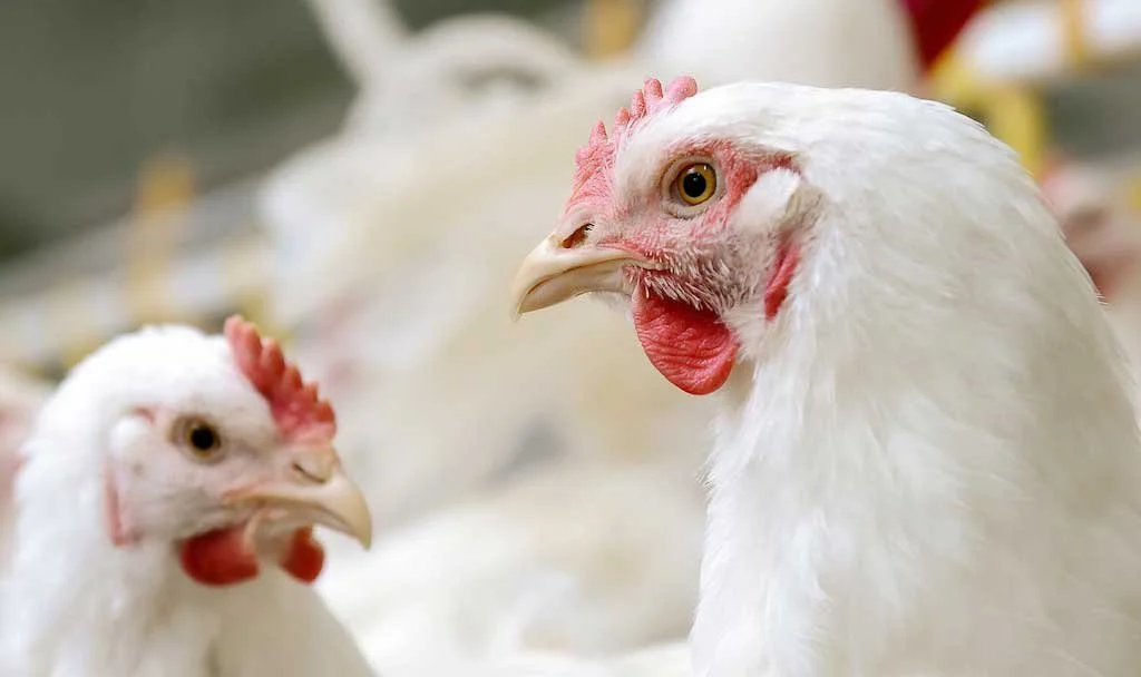 Poultry | Enhance Poultry Health — Growell India | Phytogenic Feed ...
