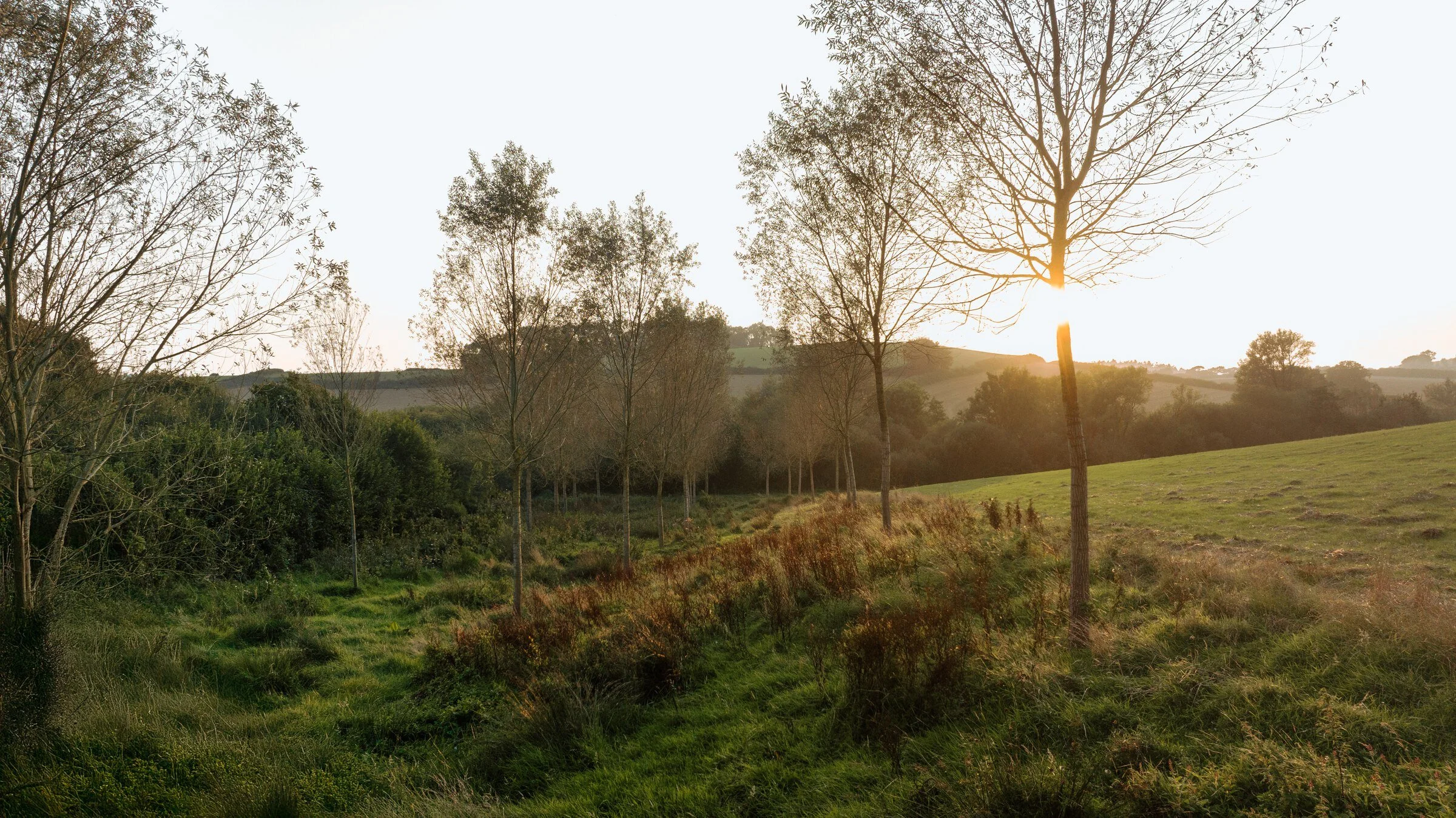 Wombat Willow | Premium British Willow Growers