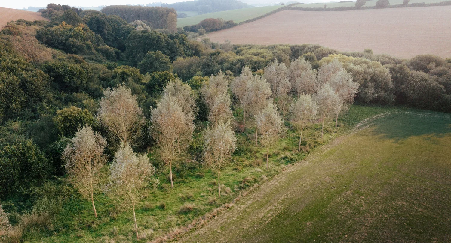 Wombat Willow | Premium British Willow Growers