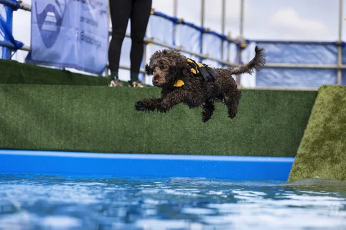 Dock Diving UK