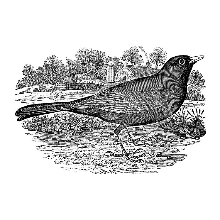 The Bewick Society