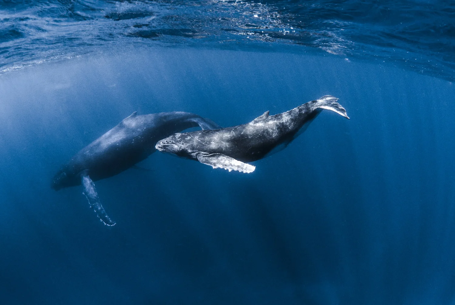 Local Projects we Fund | Ocean Born Foundation — Ocean Born Foundation