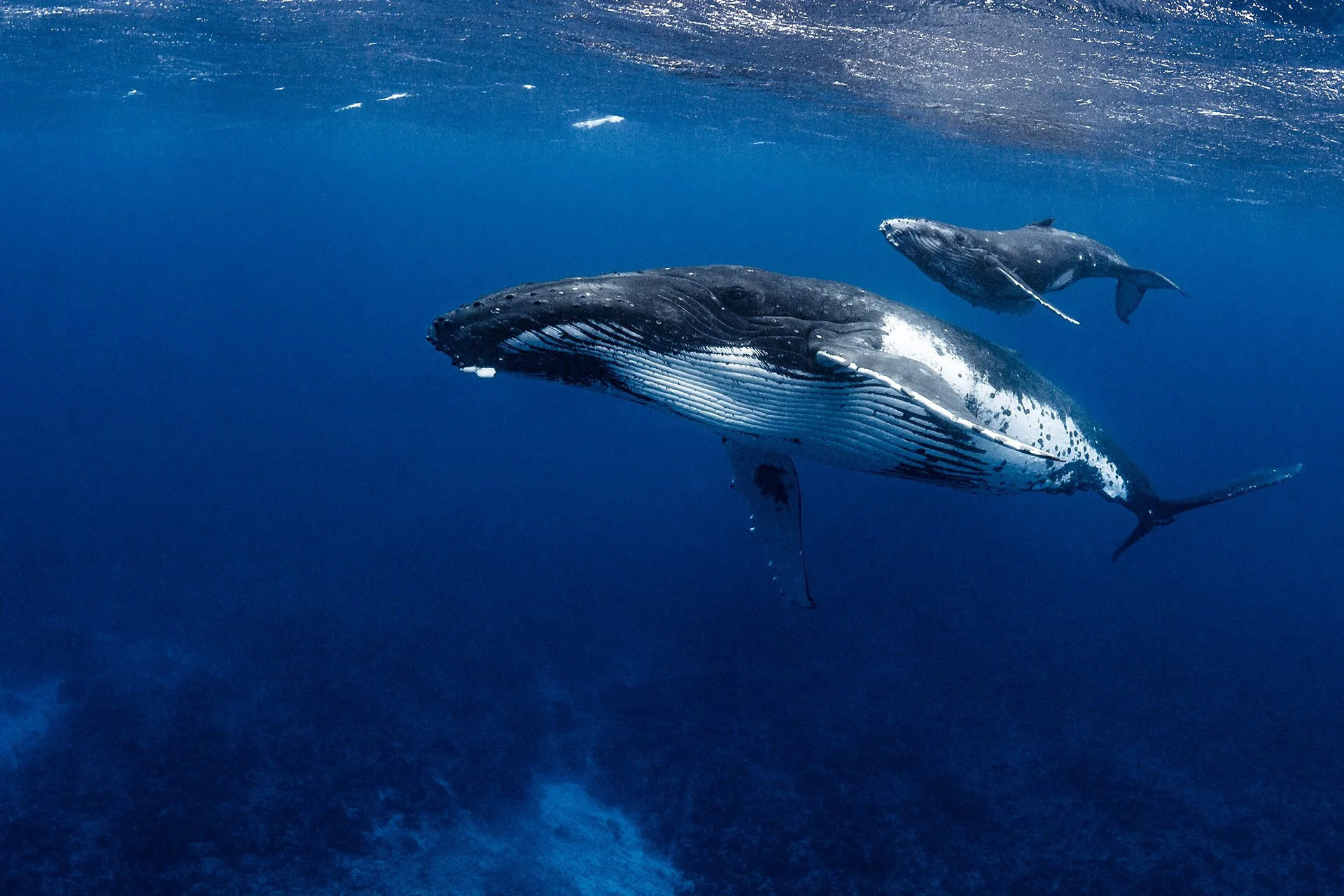 Ocean Born Foundation | Funding Ocean Protection