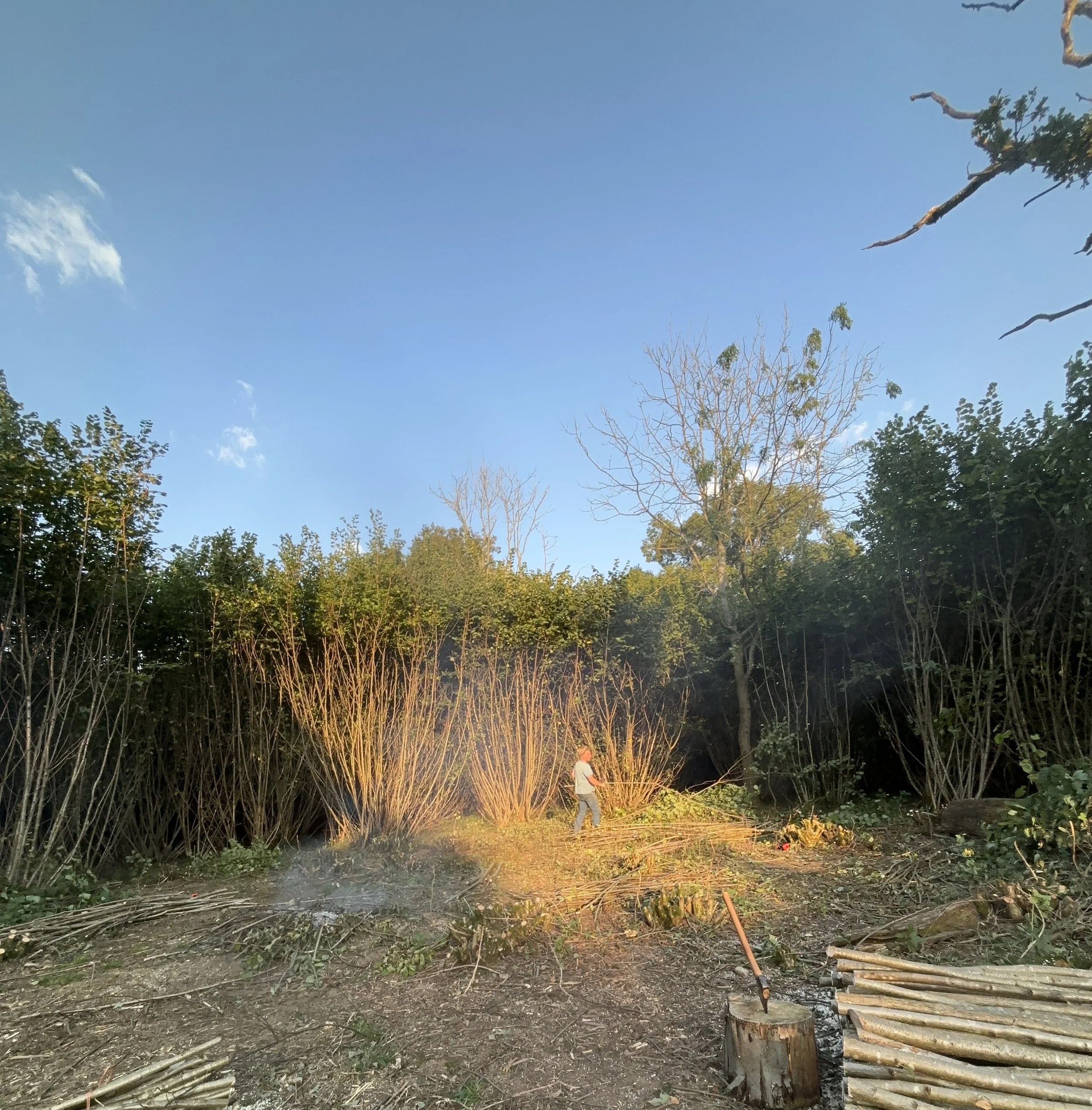 Hazel Hurdles Handmade in Derbyshire. Traditional Woven Coppiced ...