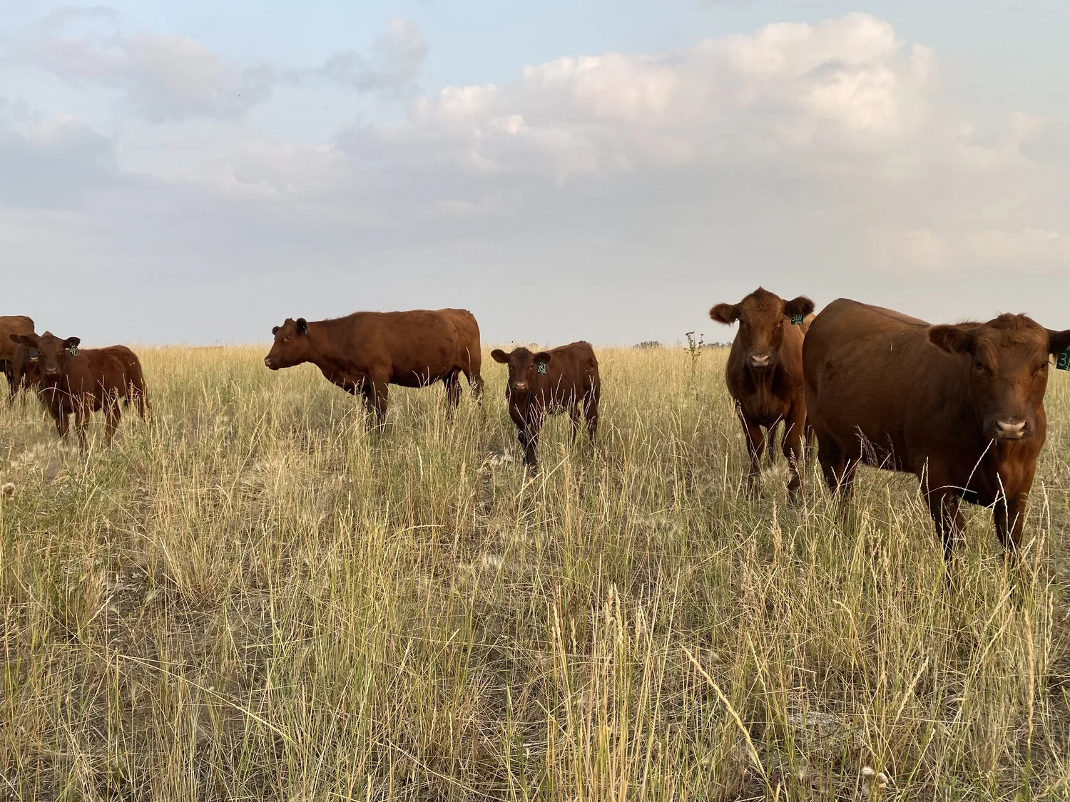 KC Cattle Co.