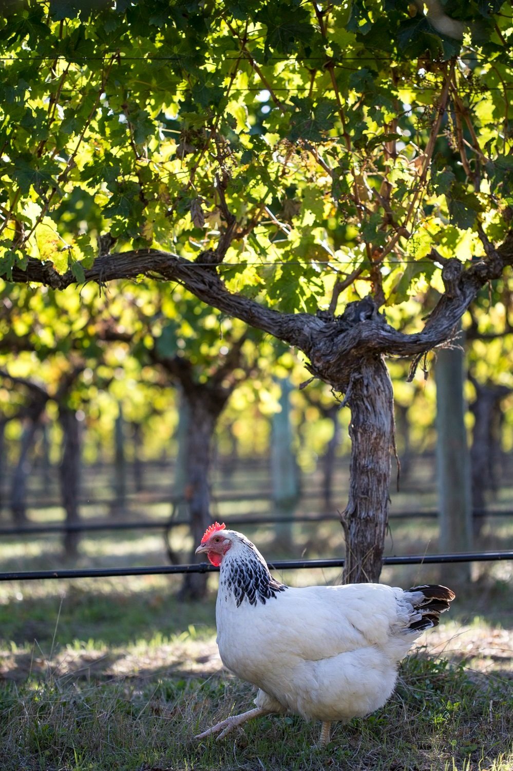 Wine Shop | Order Now for Deals — Oates Ends
