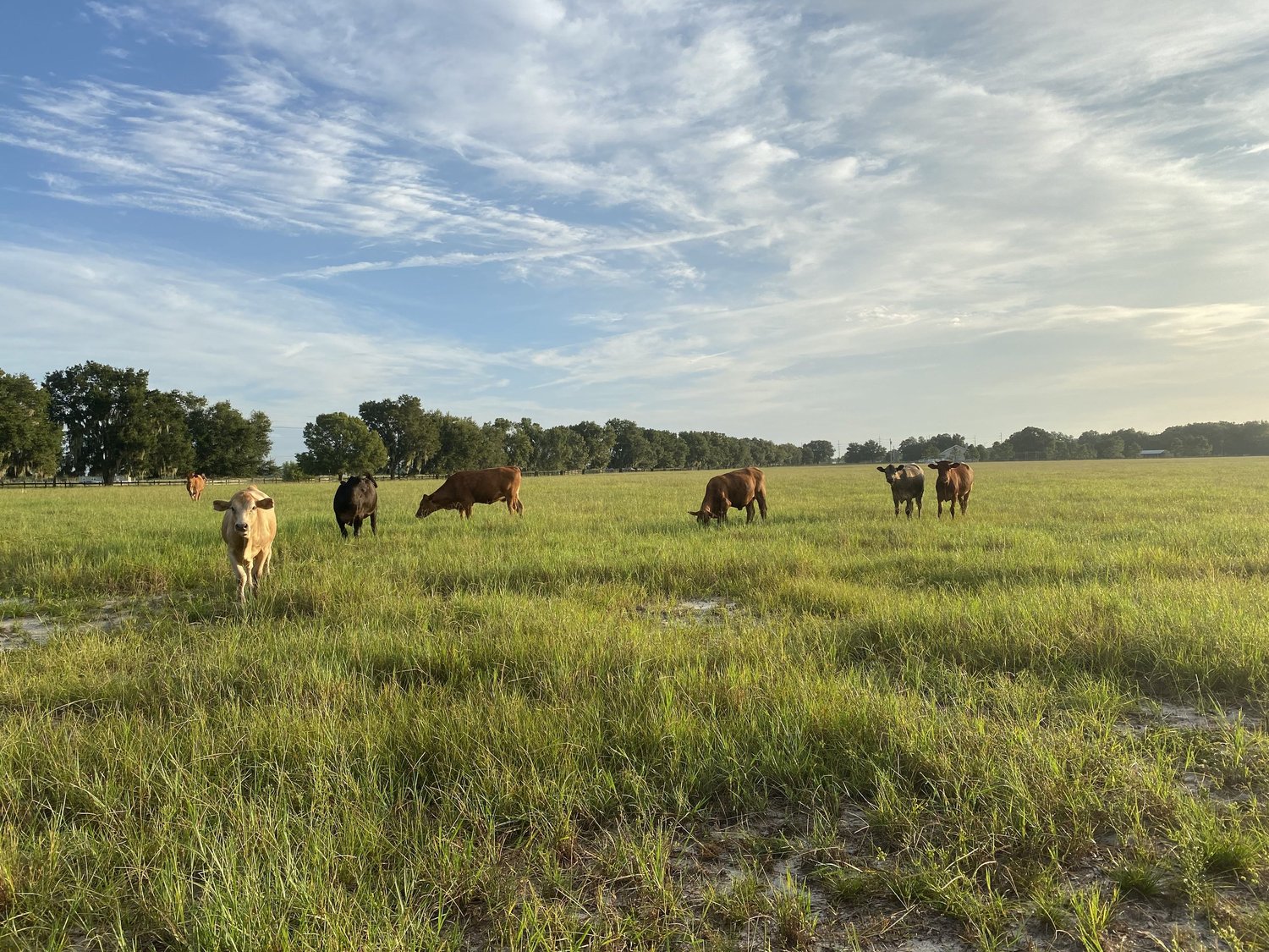 Borders Brothers Cattle Co. | Premium Florida Raised Beef | Bulk Beef ...