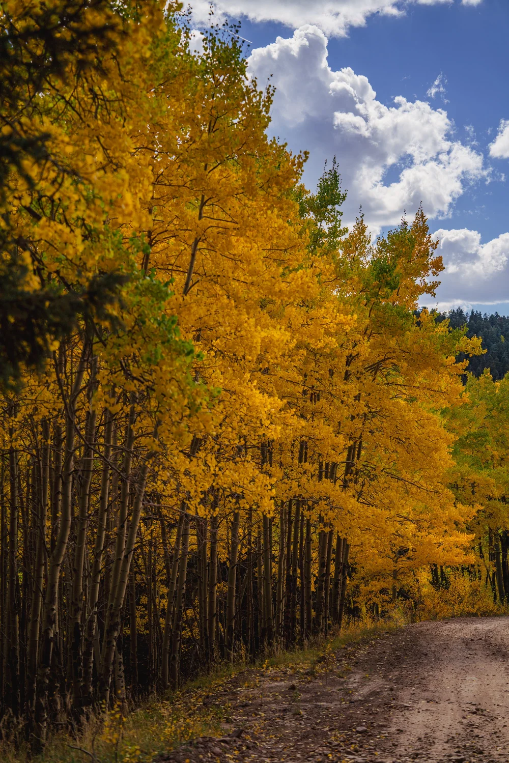 Mt. Taylor | Explore Heights Today — Visit Grants