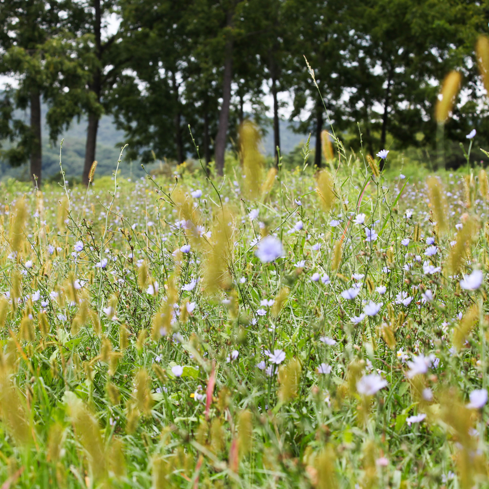 REXi Polyface 2025 — Regrarians