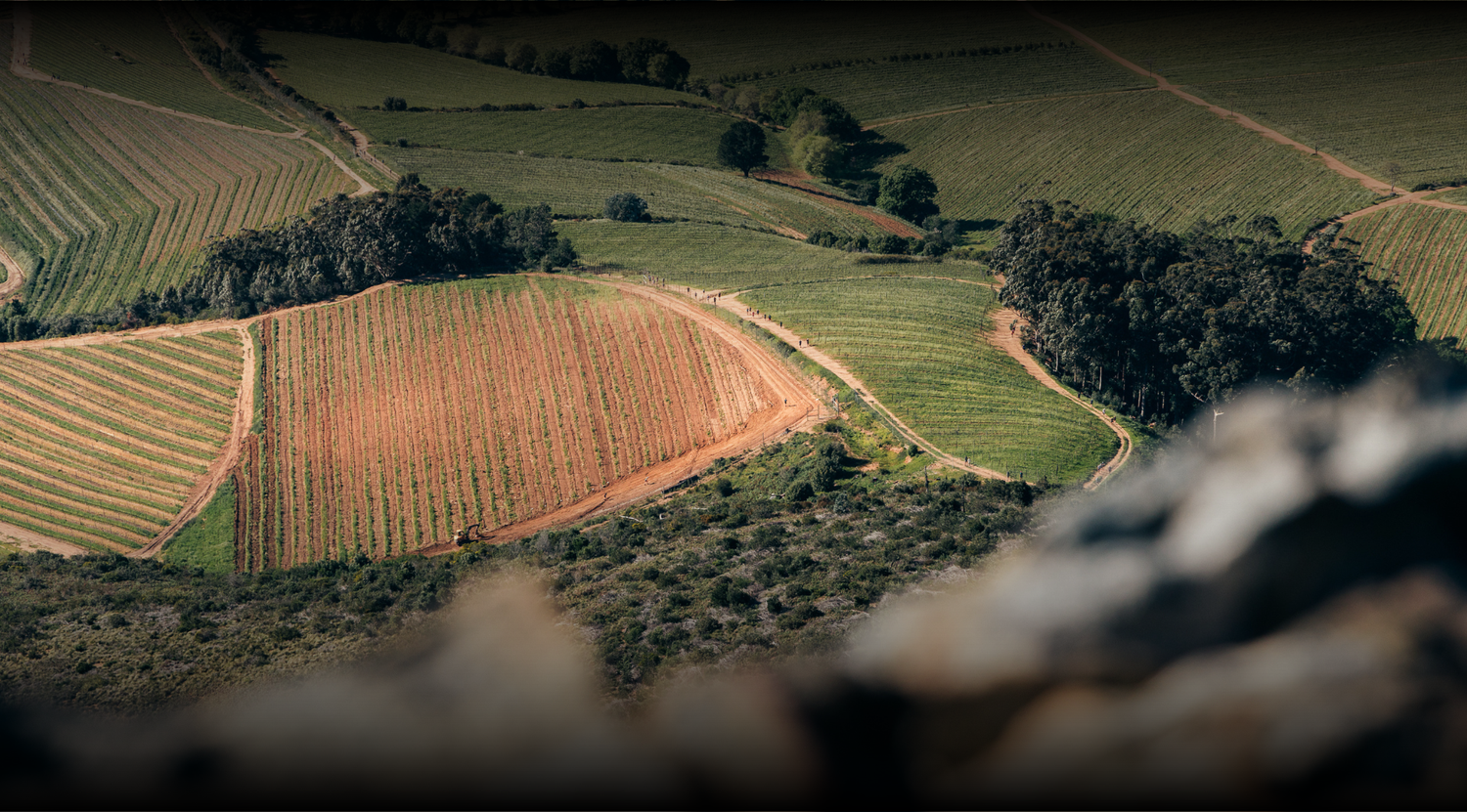 Cape Cobra Trail Marathon | Trail Run Race in the Western Cape