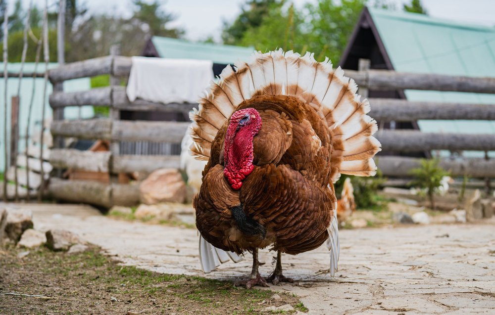 46 Million Turkeys | Raise Awareness Through Art