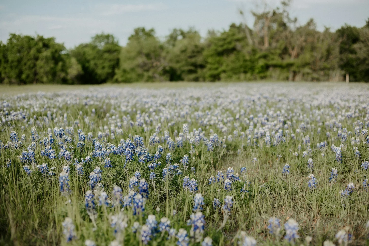 Public Hunting Land in Texas — LandsToHunt.com