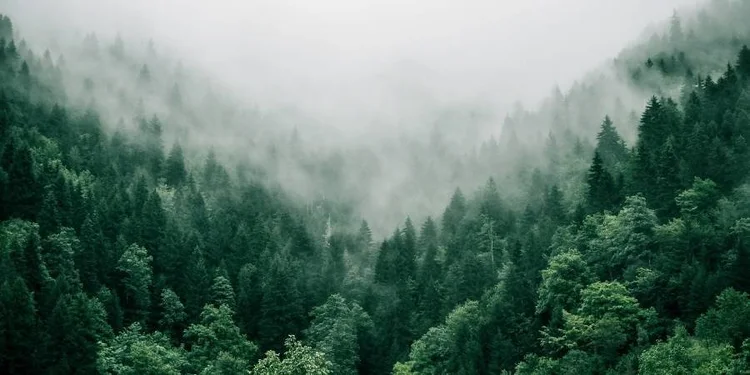 Public Hunting Land in Georgia — LandsToHunt.com