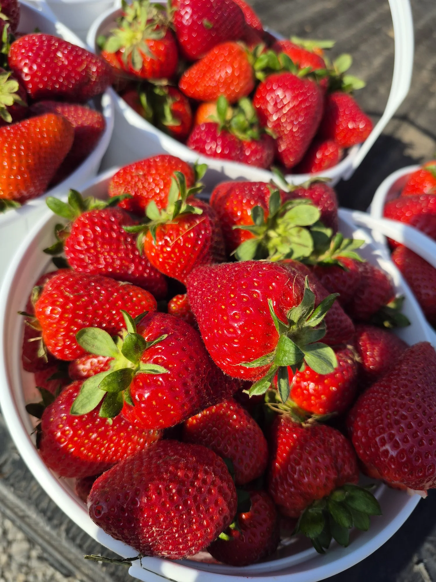 Alexander Family Farms | Fresh Produce | Pasture-Raised Poultry ...