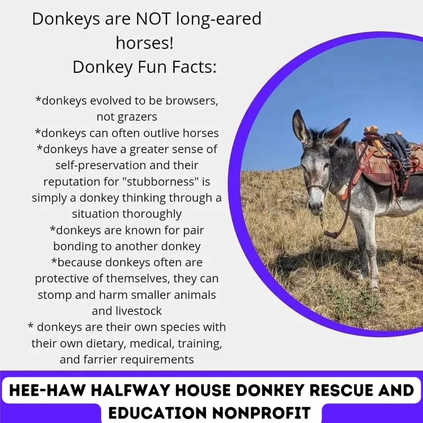 Donkeys are NOT long-eared horses! — Hee-Haw Halfway House Donkey ...