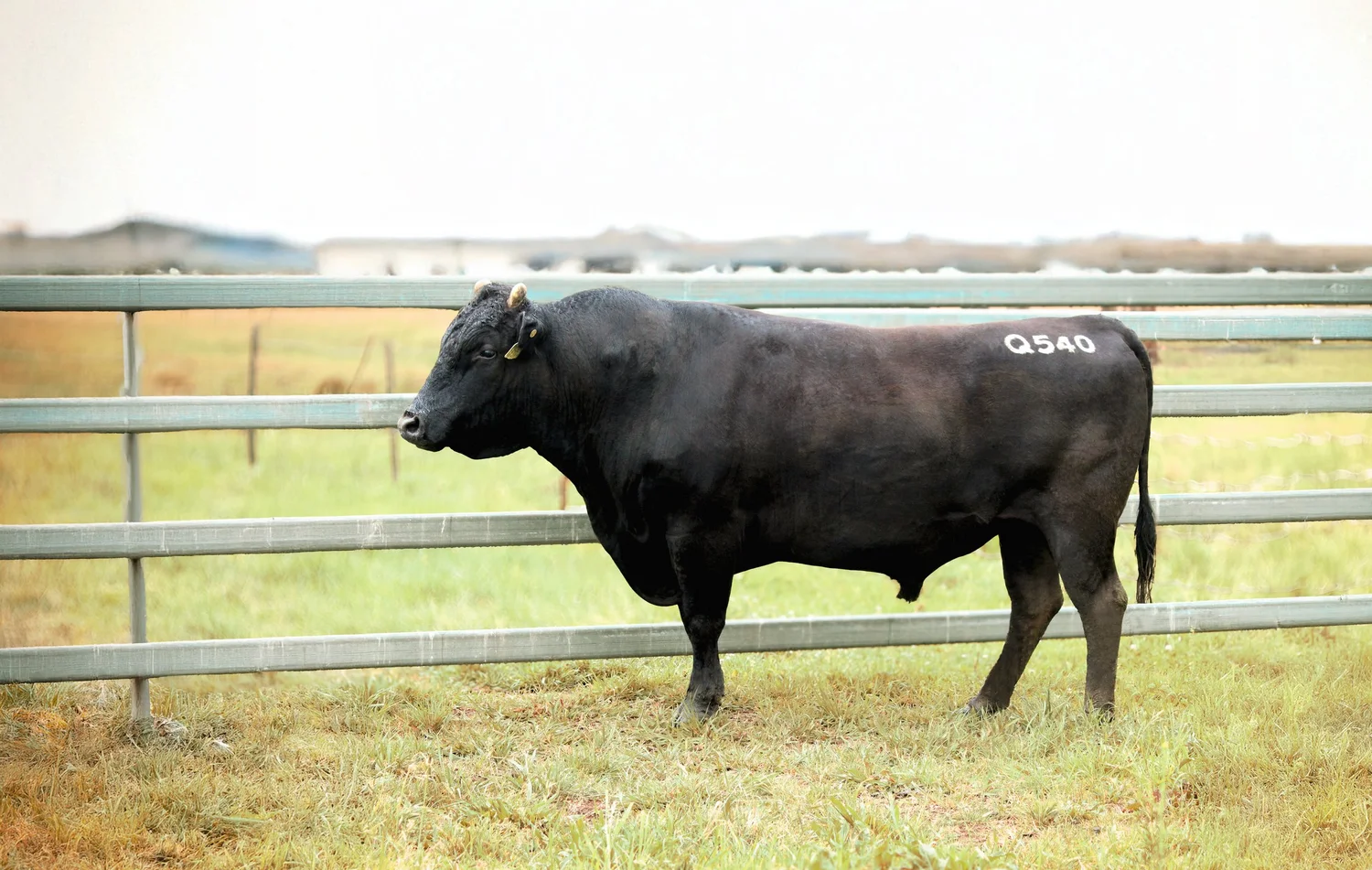 Sunnyside Wagyu | Discover Premium Genetics