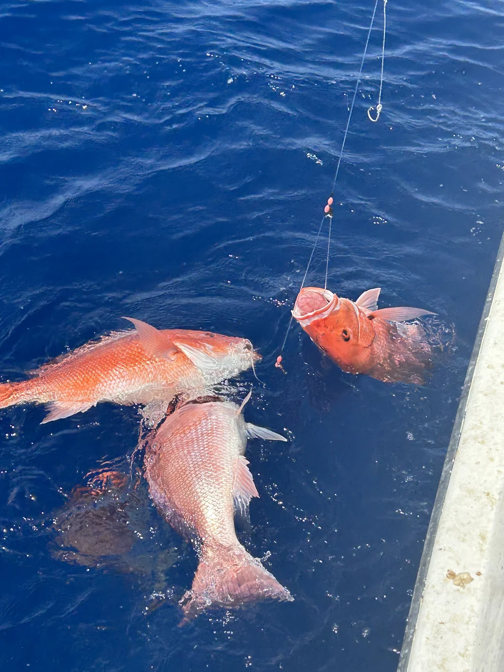 Fresh Fish Delaware | Experience Fresh Seafood Today