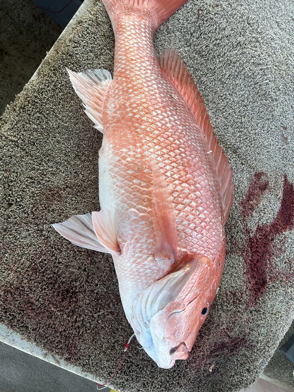 Fresh Fish Delaware | Experience Fresh Seafood Today