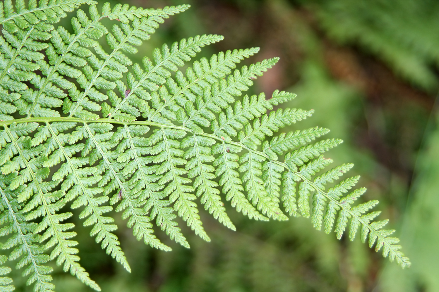 Comprehensive Resource Model® | Heal Deeply, Transform Now