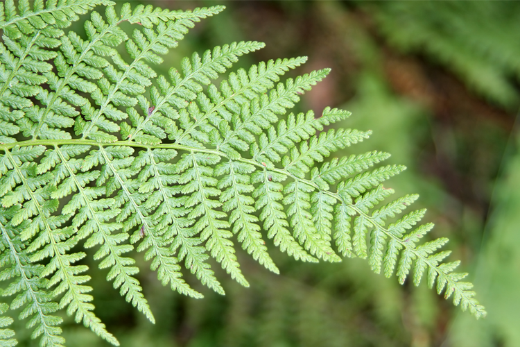 Comprehensive Resource Model® | Heal Deeply, Transform Now