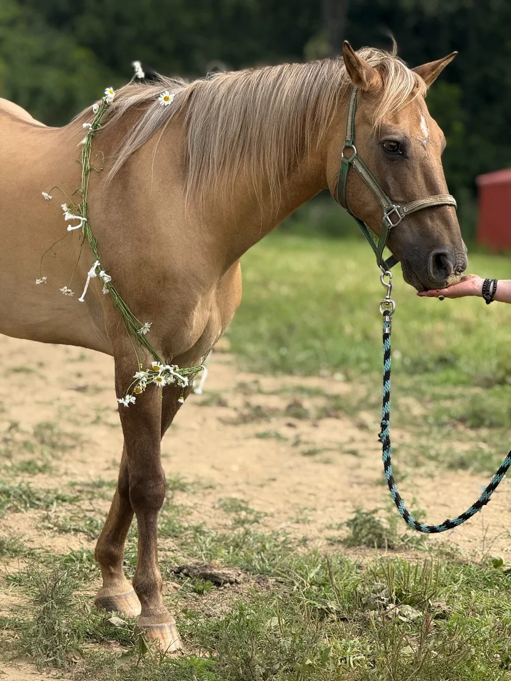 Comprehensive Resource Model® | Heal Deeply, Transform Now