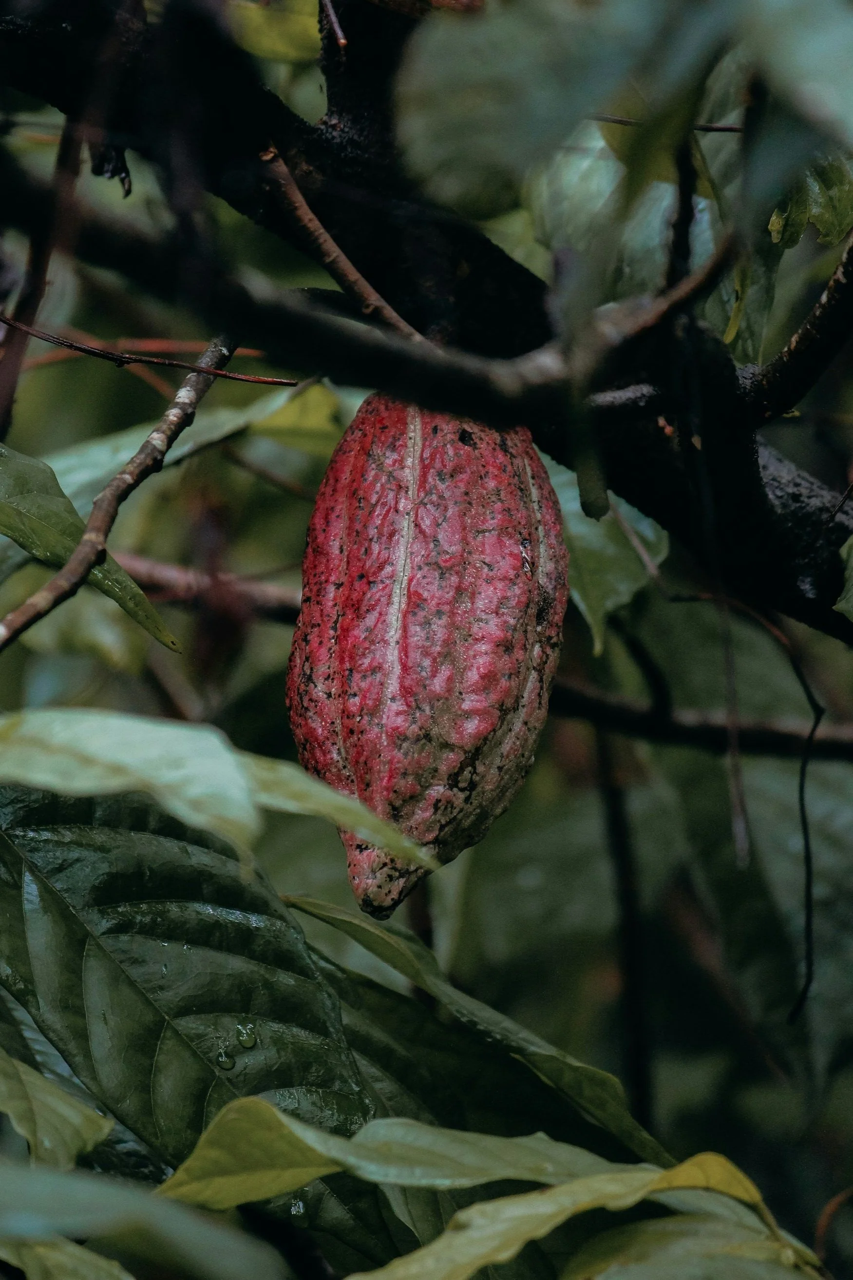 The Future of Chocolate | California Cultured