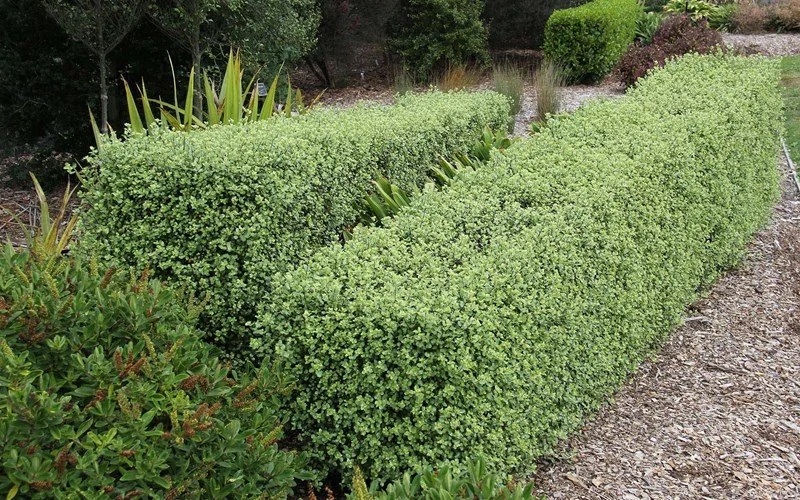 Pittosporum Wrinkle Blue — Aston Norwood Gardens