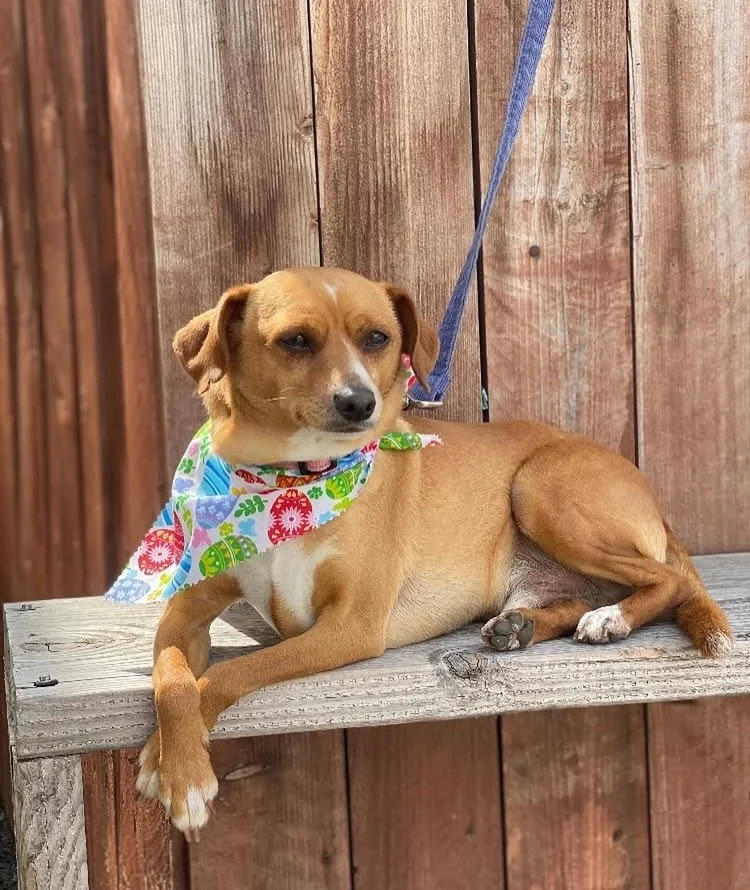 Available Dogs — Cold Noses, Warm Hearts