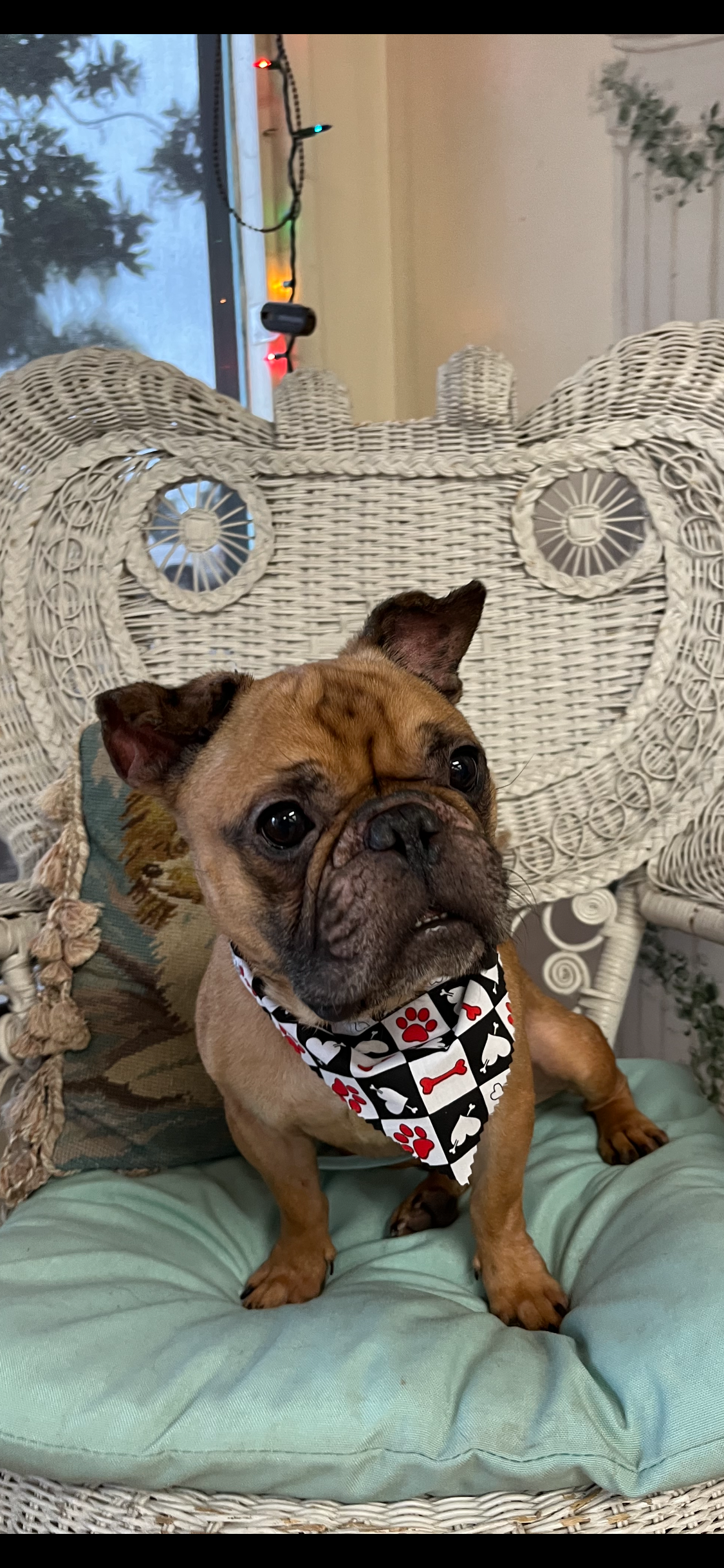 Available Dogs — Cold Noses, Warm Hearts