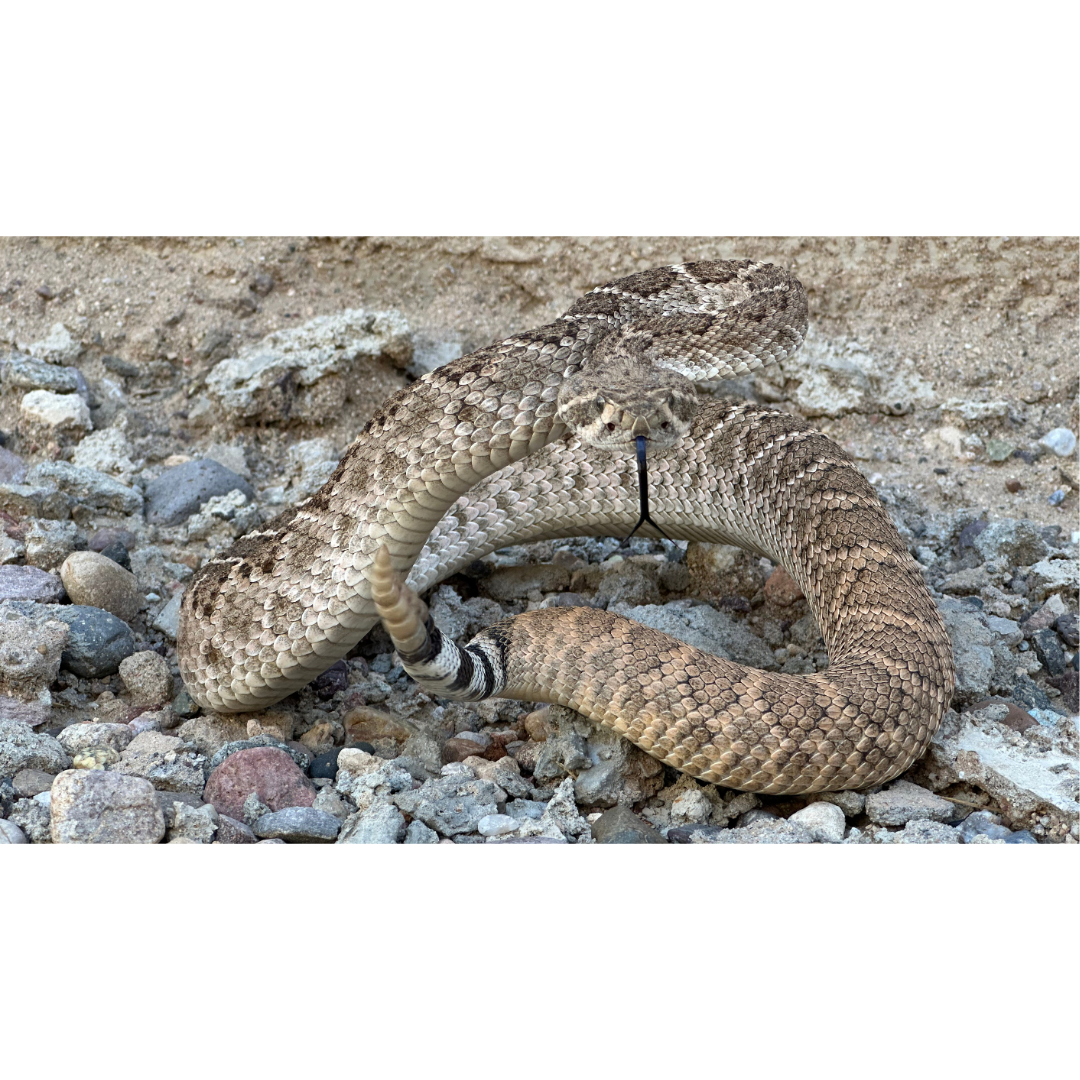 The Sound of Survival: Why Rattlesnakes Rattle and What It Means ...