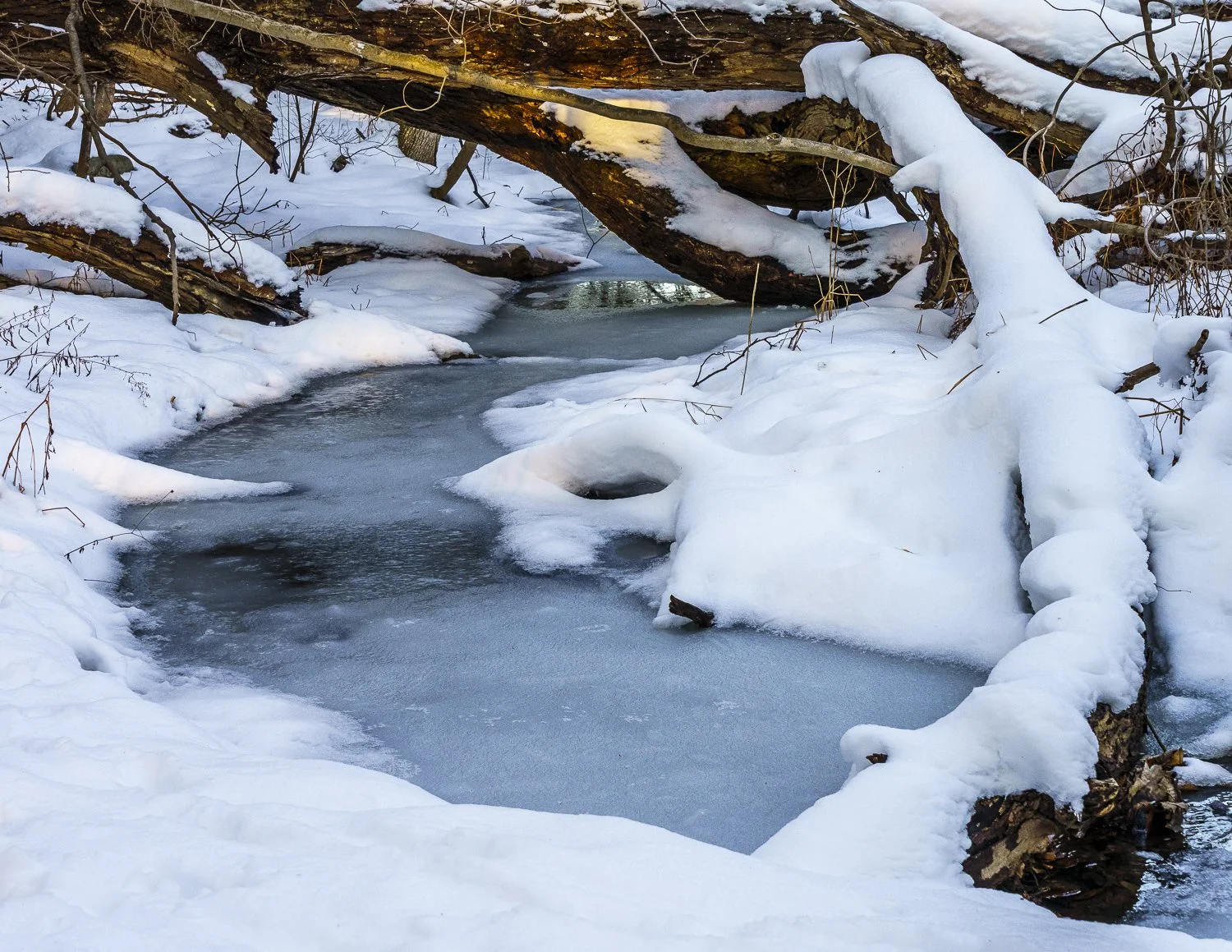 Exploring the Whiting Road Nature Preserve — Larry Mandelker travel ...