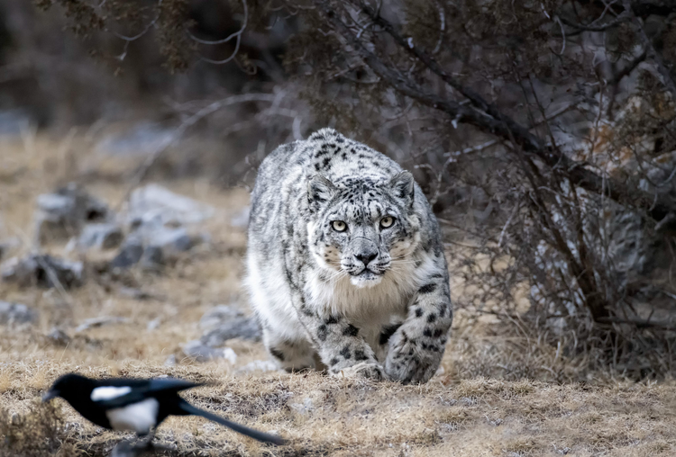 China's #1 Snow Leopard Expedition Specialist — Eastogo